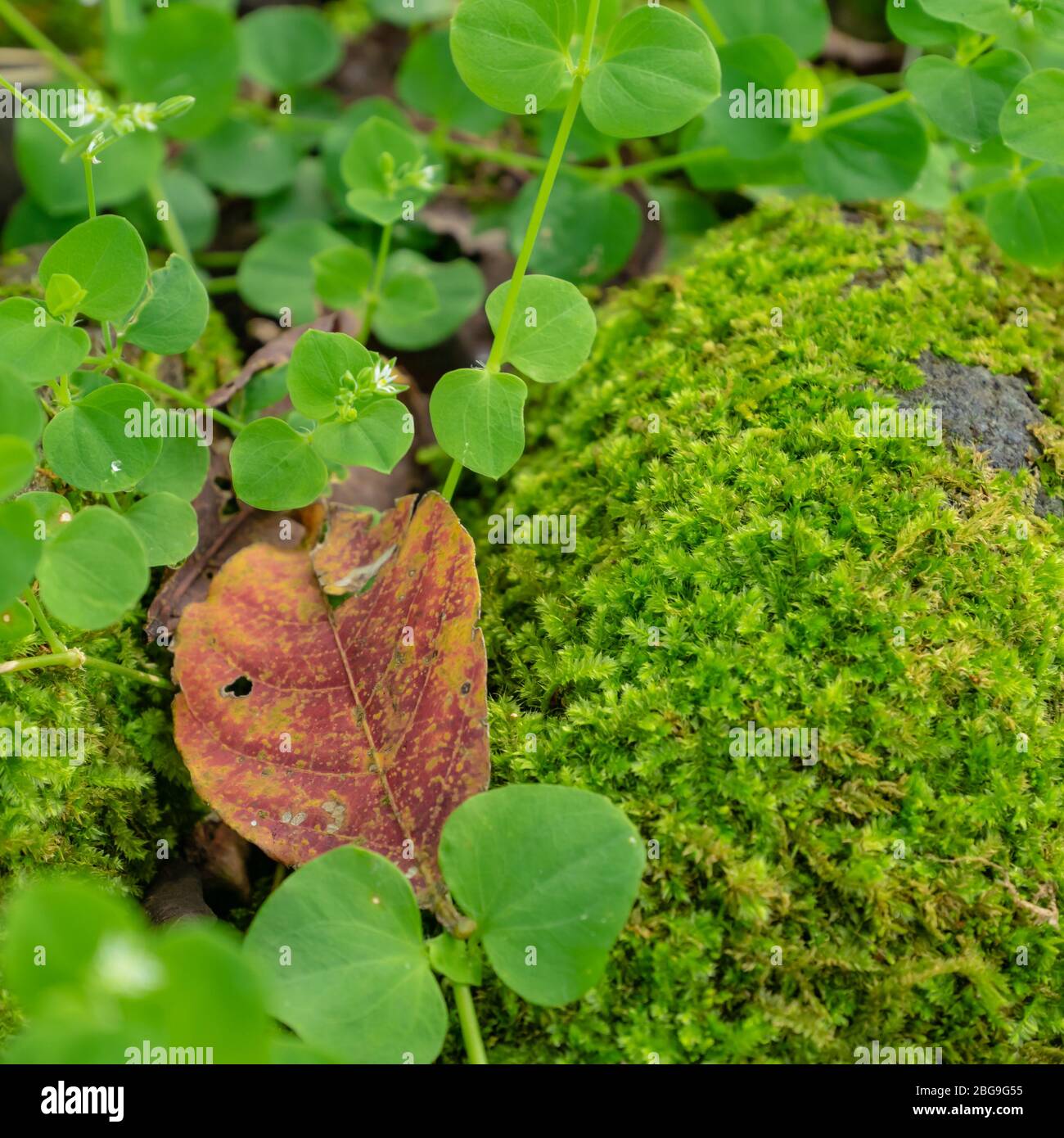 The close up of various green fresh botany plant in forest background ...