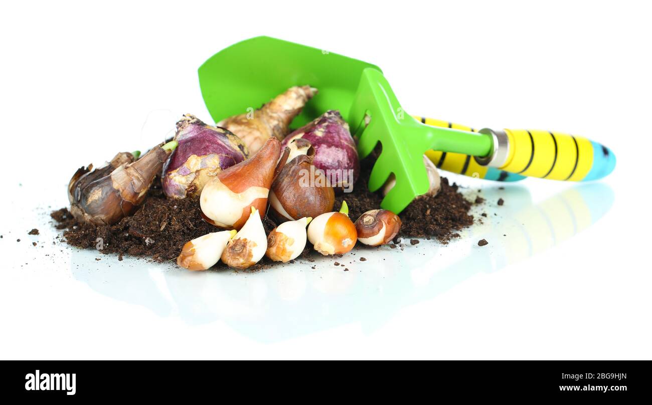 Lily bulbs flower Cut Out Stock Images & Pictures - Alamy