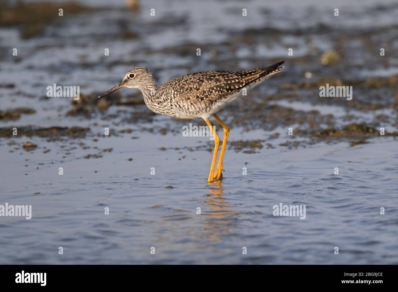 Texas shore birds hi-res stock photography and images - Alamy