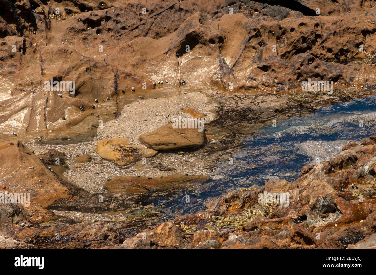 Tide pools marine life on australia hi-res stock photography and images ...