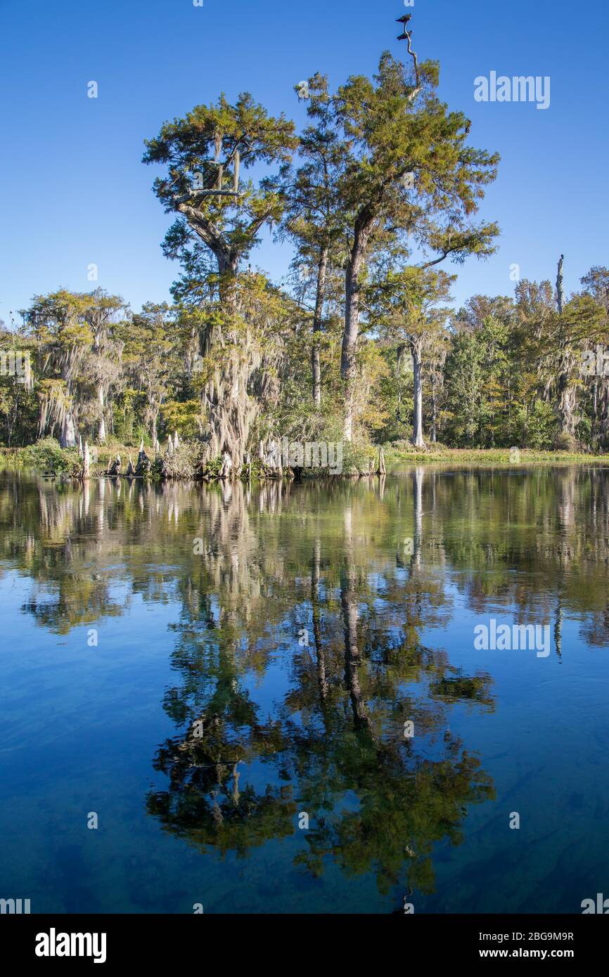 Wakulla spring hi-res stock photography and images - Alamy