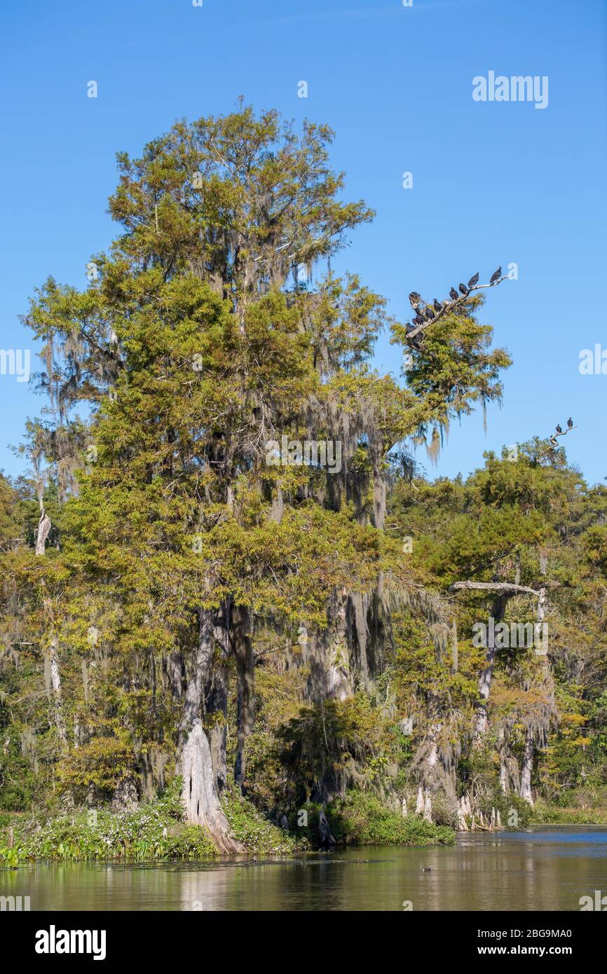 Cypress (Cupressus) in water with Black Vulturen (Coragyps atratus) and ...