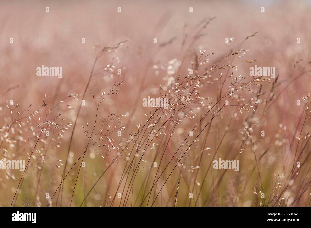 Panicles of flowering grass, Bavaria, Germany Stock Photo - Alamy