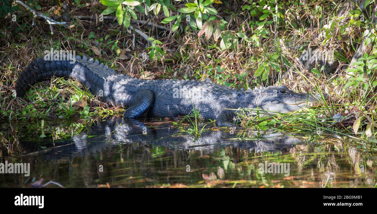 American alligator (Alligator mississippiensis) is located on riverbank ...