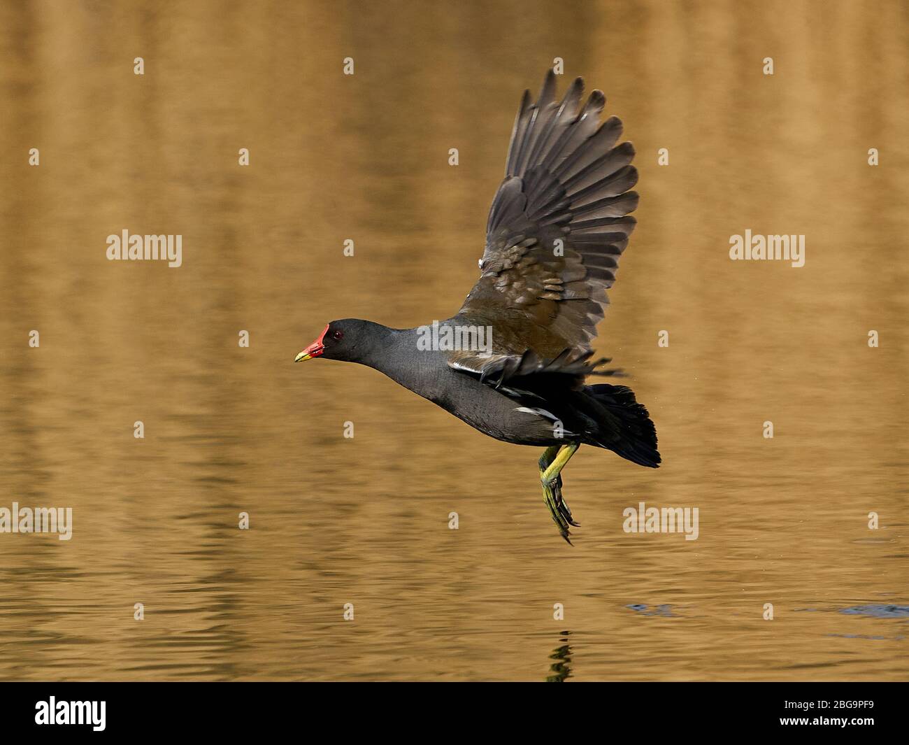 Common moorhen in its natural habitat in Denmark Stock Photo - Alamy