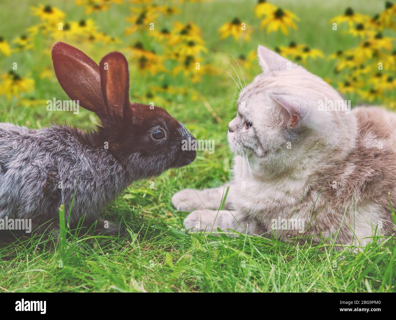 Black and white rabbit cat hi-res stock photography and images - Alamy