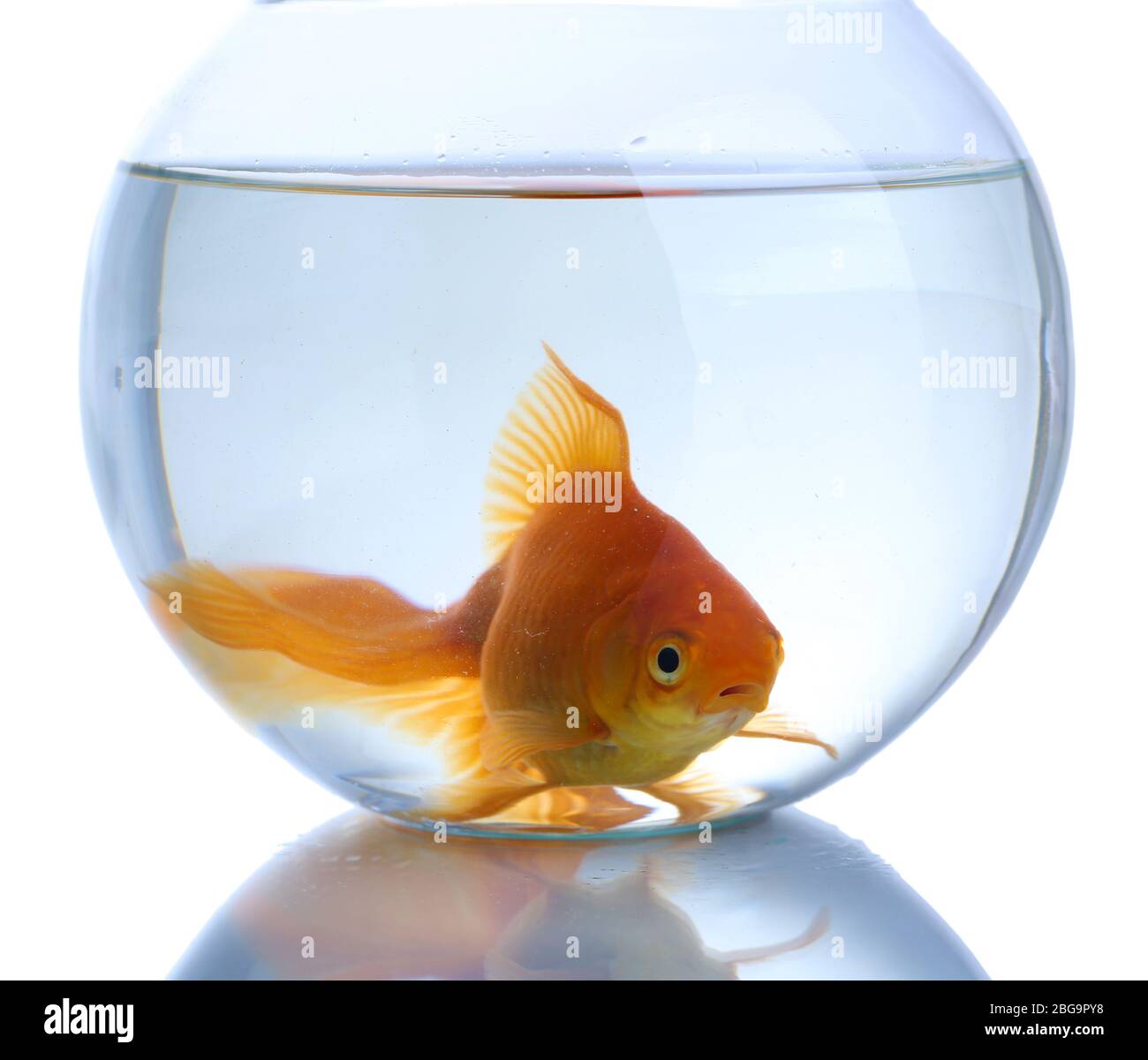 Goldfish in aquarium isolated on white Stock Photo - Alamy