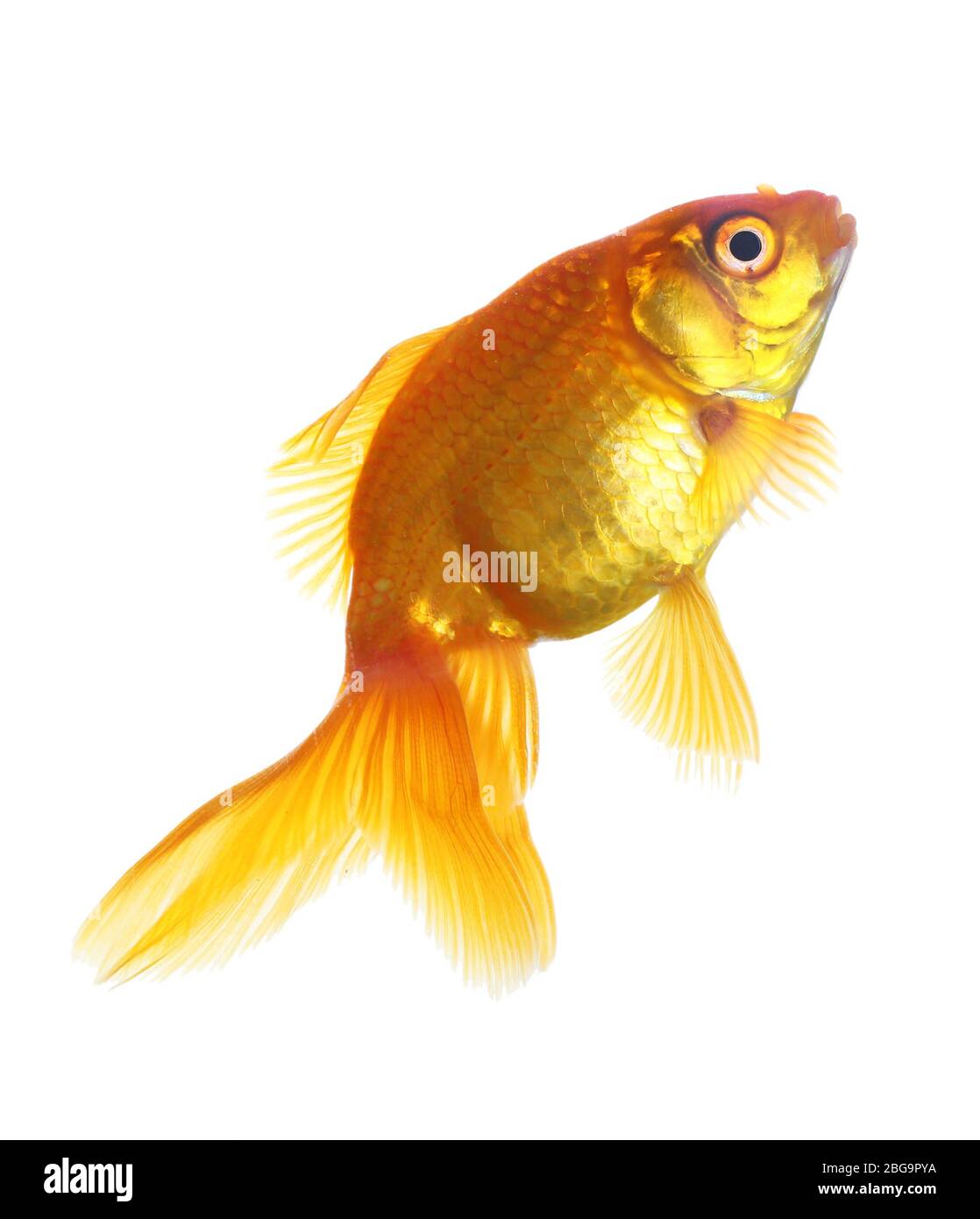 Goldfish in aquarium isolated on white Stock Photo - Alamy