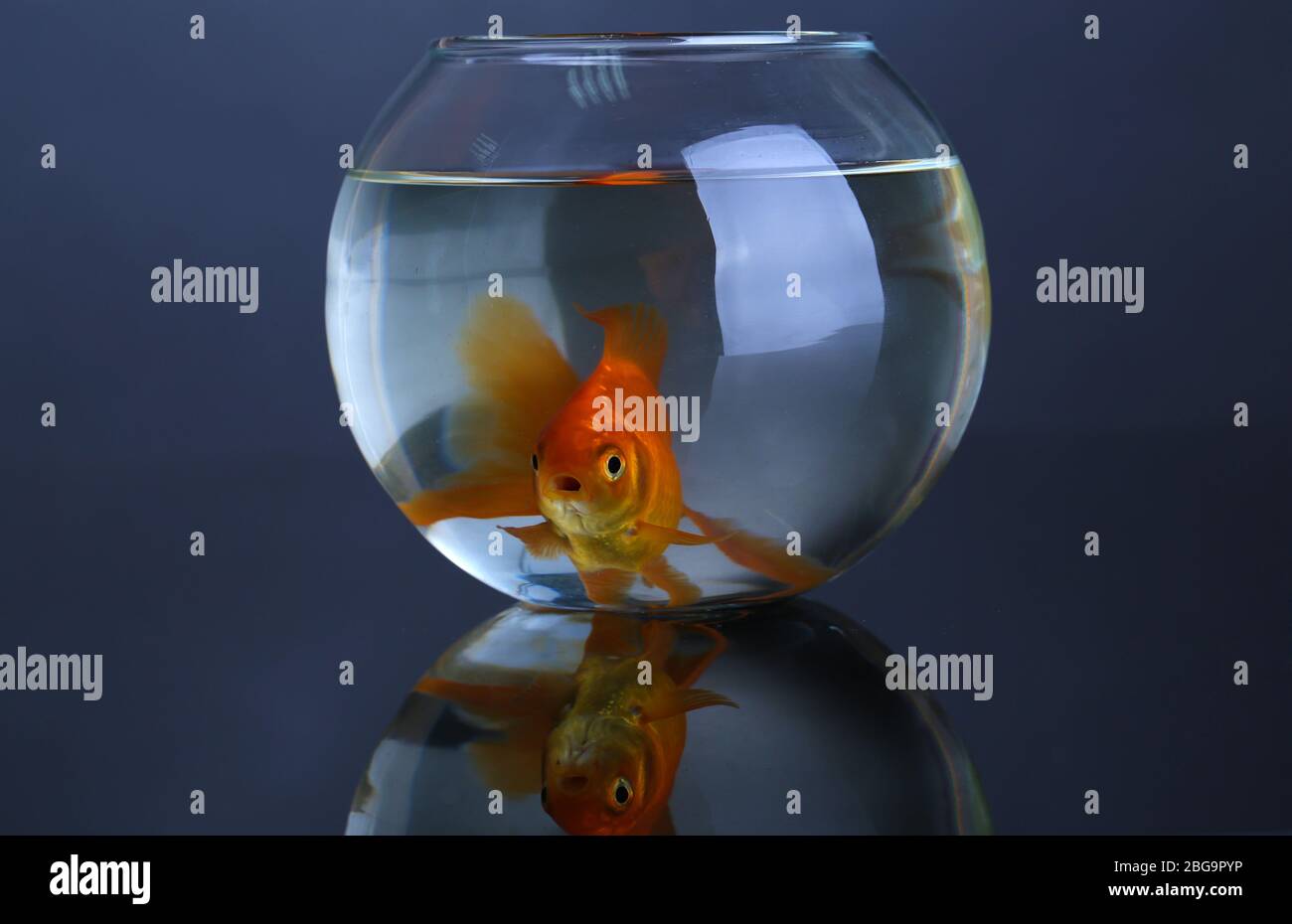 Goldfish in aquarium on black background Stock Photo - Alamy
