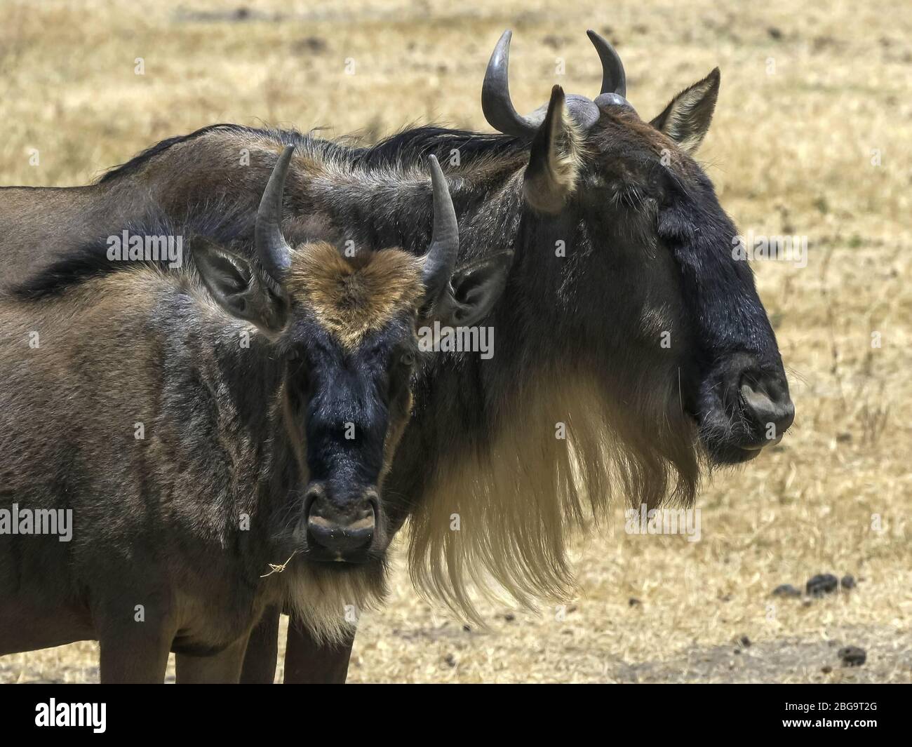 close up of a wildebeest bull and cow standing together at ngorongoro ...