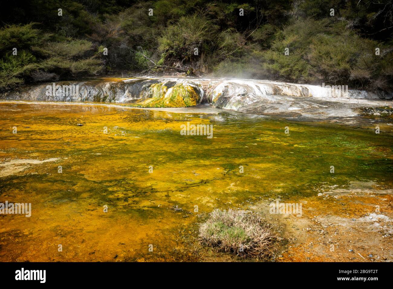 Warbrick Terrace, Waimangu Volcanic Valley, Rotorua, North Island, New ...