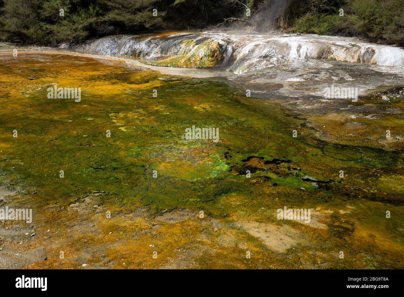 Warbrick Terrace, Waimangu Volcanic Valley, Rotorua, North Island, New ...