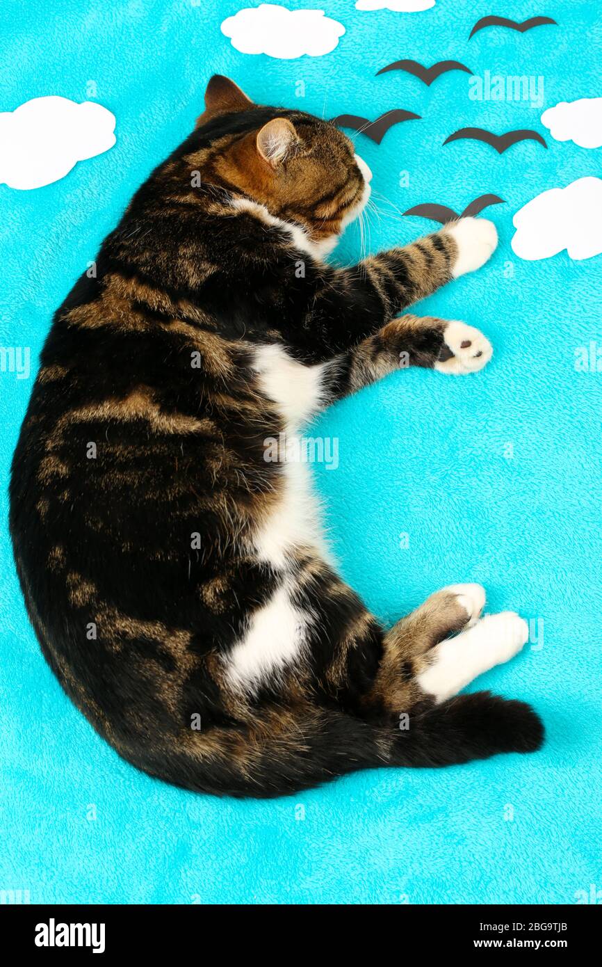 Funny cute cat with birds on blue background Stock Photo - Alamy