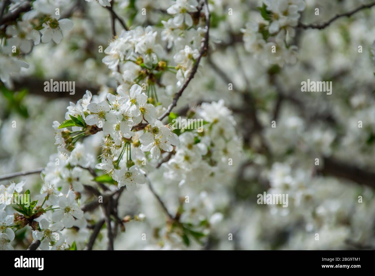 Sour cherry tree blossom, white tender flowers in spring on blue sky ...