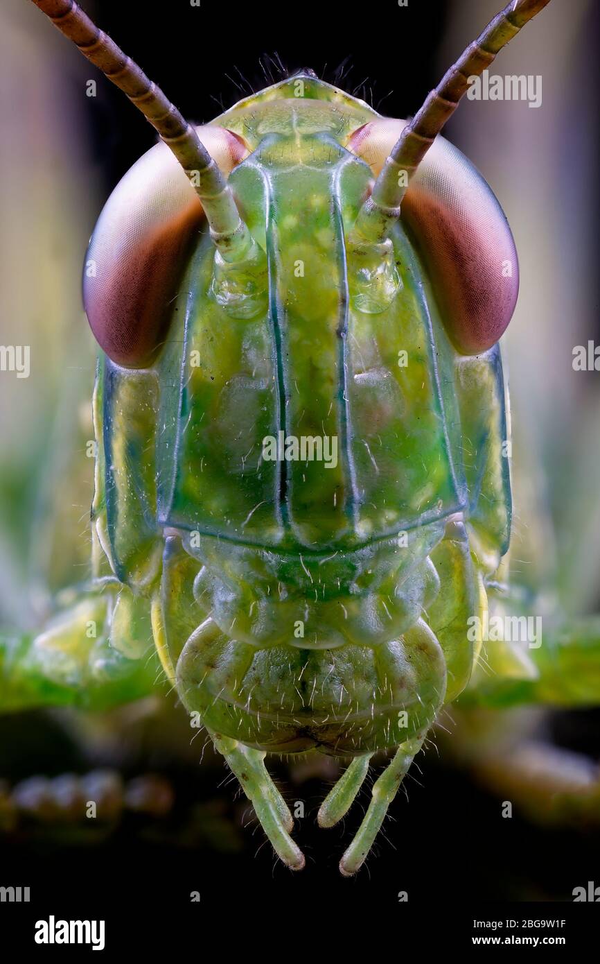 Locust Face High Resolution Stock Photography and Images - Alamy