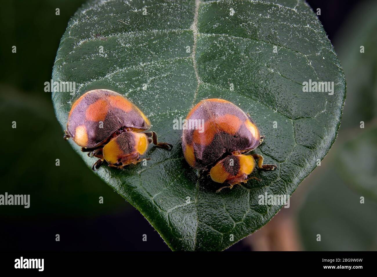A macro photograph of two ladybugs on a leaf in the garden, top down ...