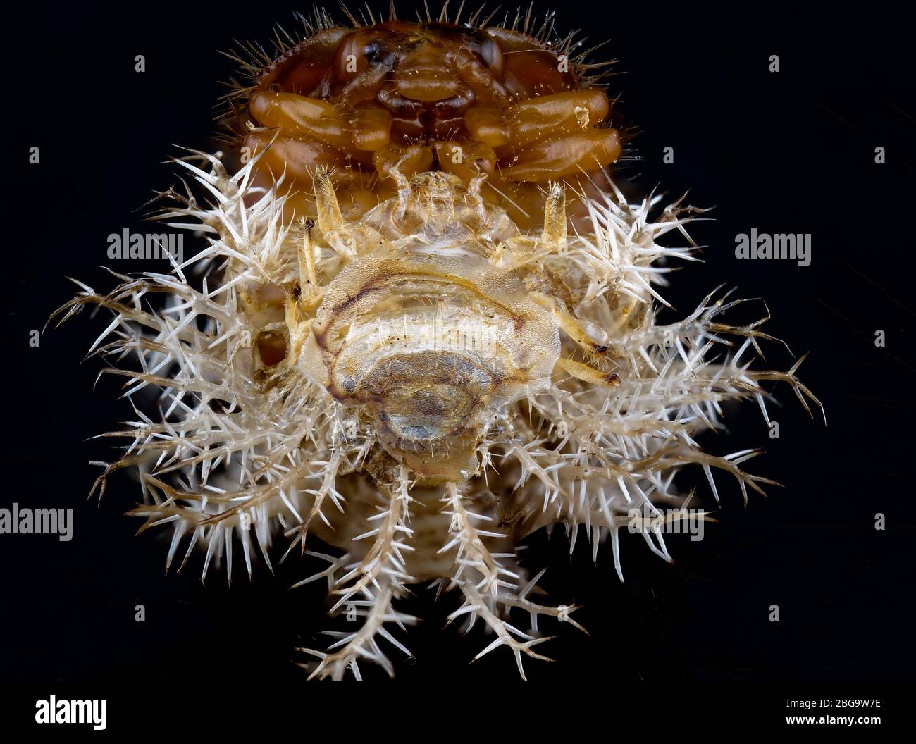 Macro close up of the underside of a scale insect isolated on a black ...