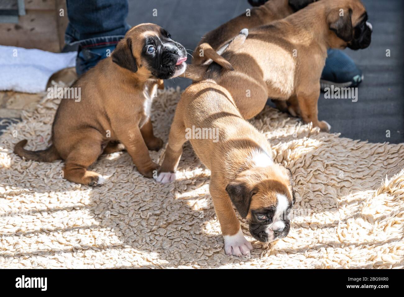 4 weeks young purebred golden puppy german boxer dogs Stock Photo - Alamy