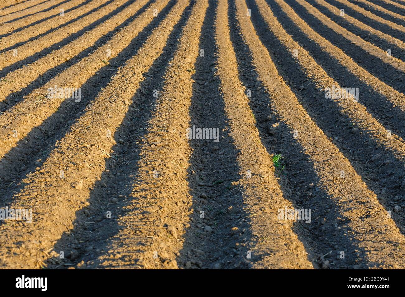 Furrows row pattern in a plowed field prepared for planting crops in ...