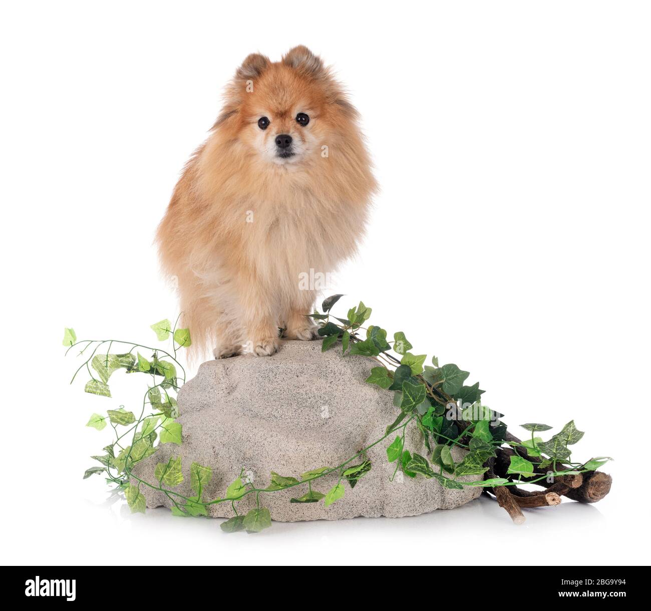 adult spitz in front of white background Stock Photo - Alamy