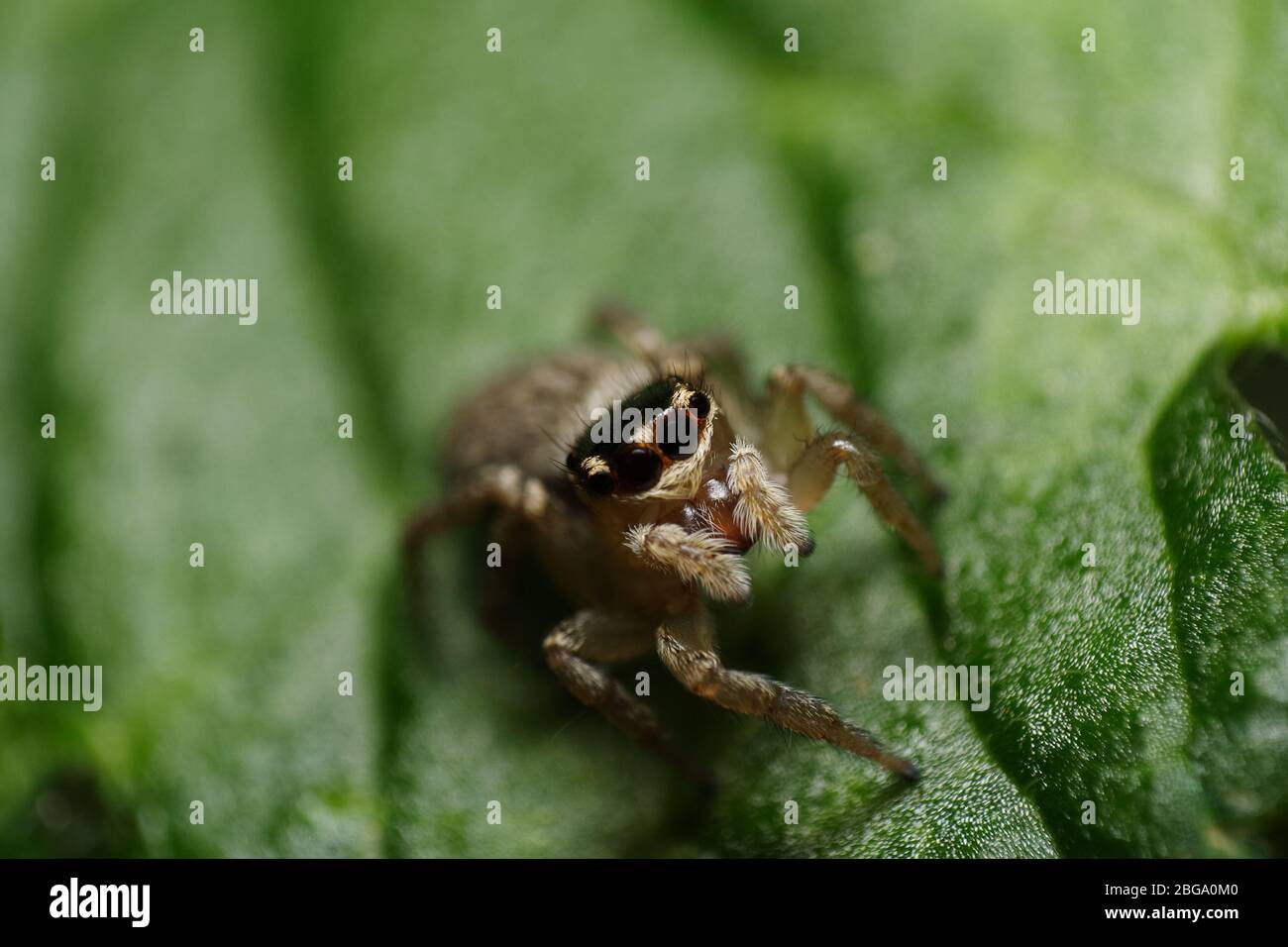 Small Jumping Spider Stock Photo - Alamy
