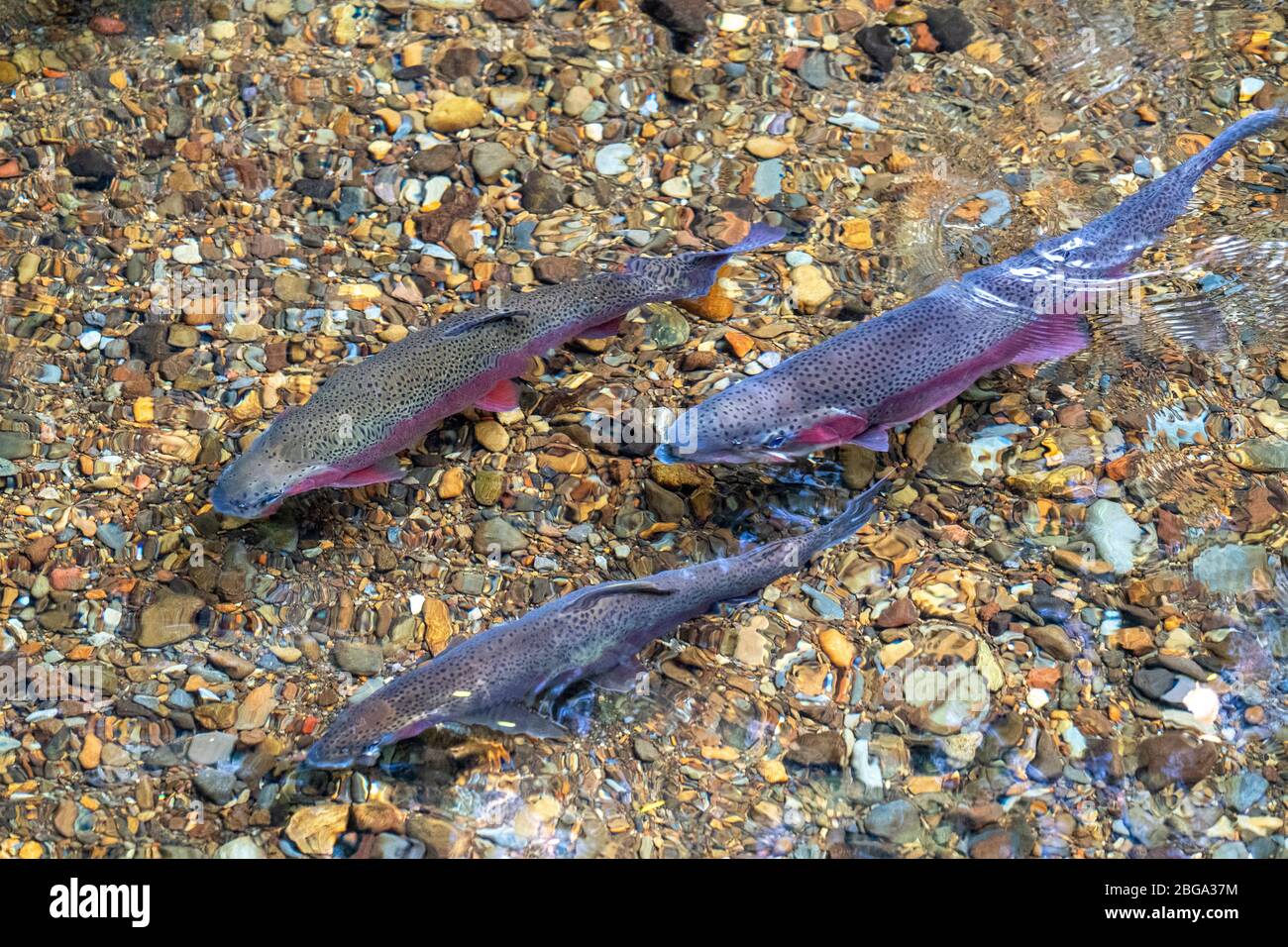 National trout centre new zealand hi-res stock photography and images ...