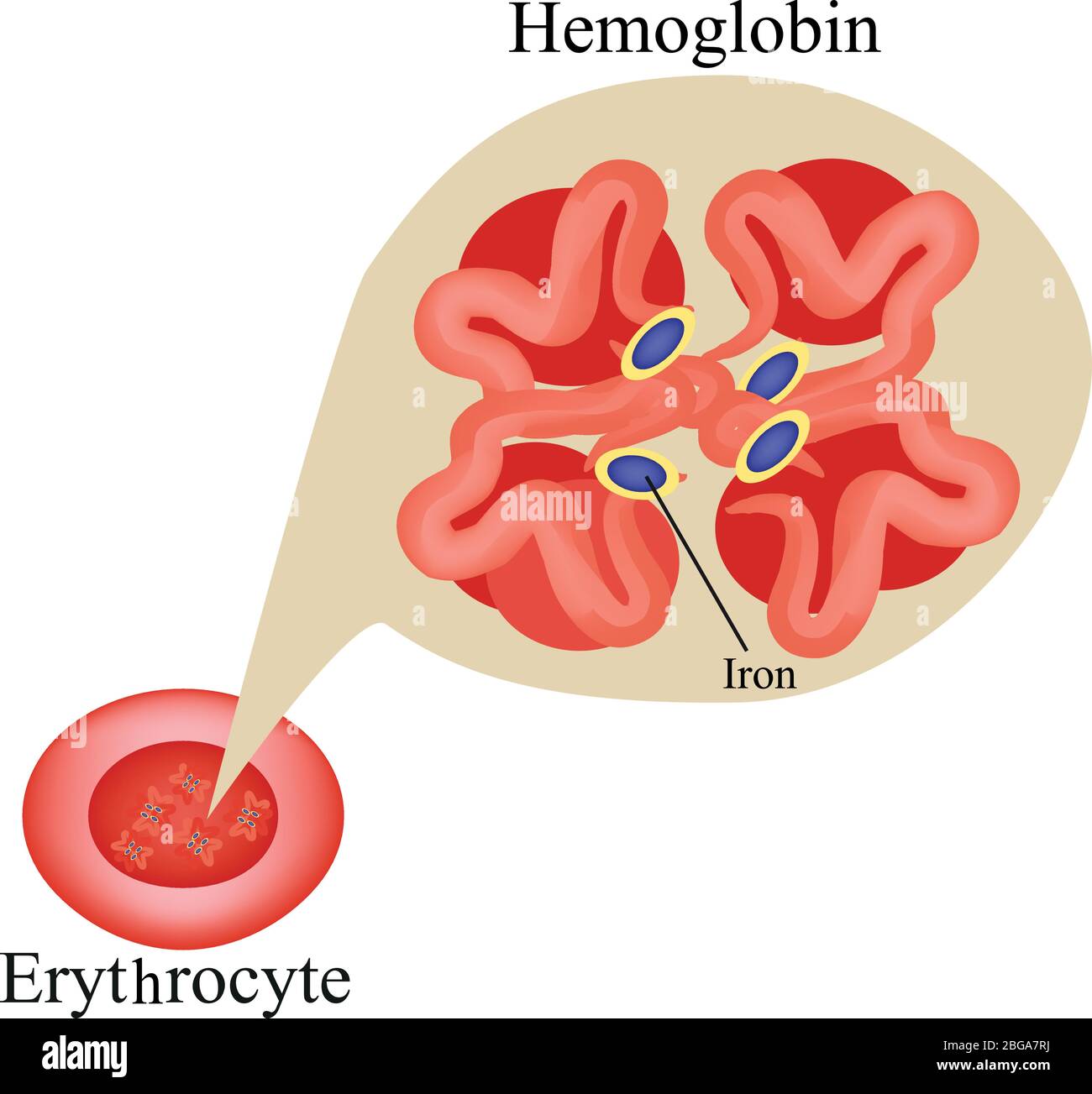 Hemoglobin within red blood cell. Erythrocyte. Hemoglobin. Infographics ...
