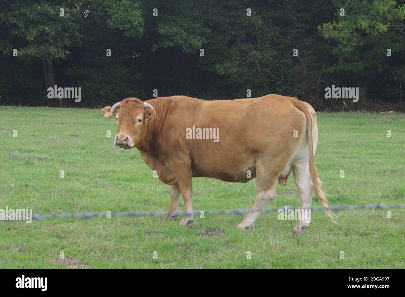 Normandy cow france hi-res stock photography and images - Alamy