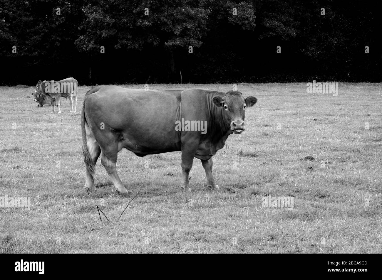 French breed cow Black and White Stock Photos & Images - Alamy