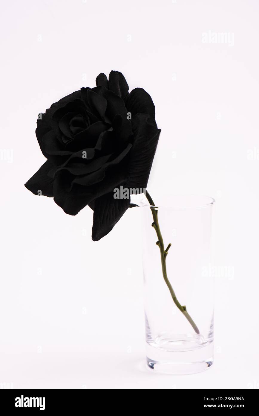 black blooming rose in glass isolated on white Stock Photo - Alamy