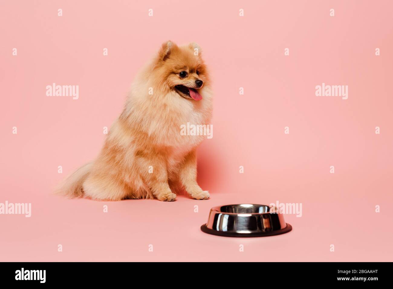 Pomeranian dog drink water pet hi-res stock photography and images - Alamy