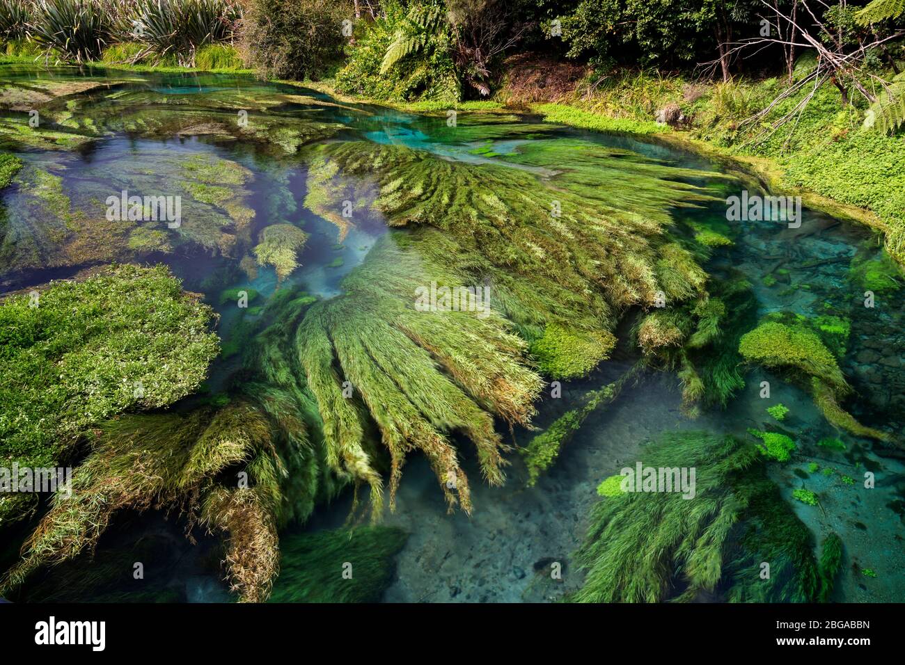 Blue springs putaruru new zealand hi-res stock photography and images ...