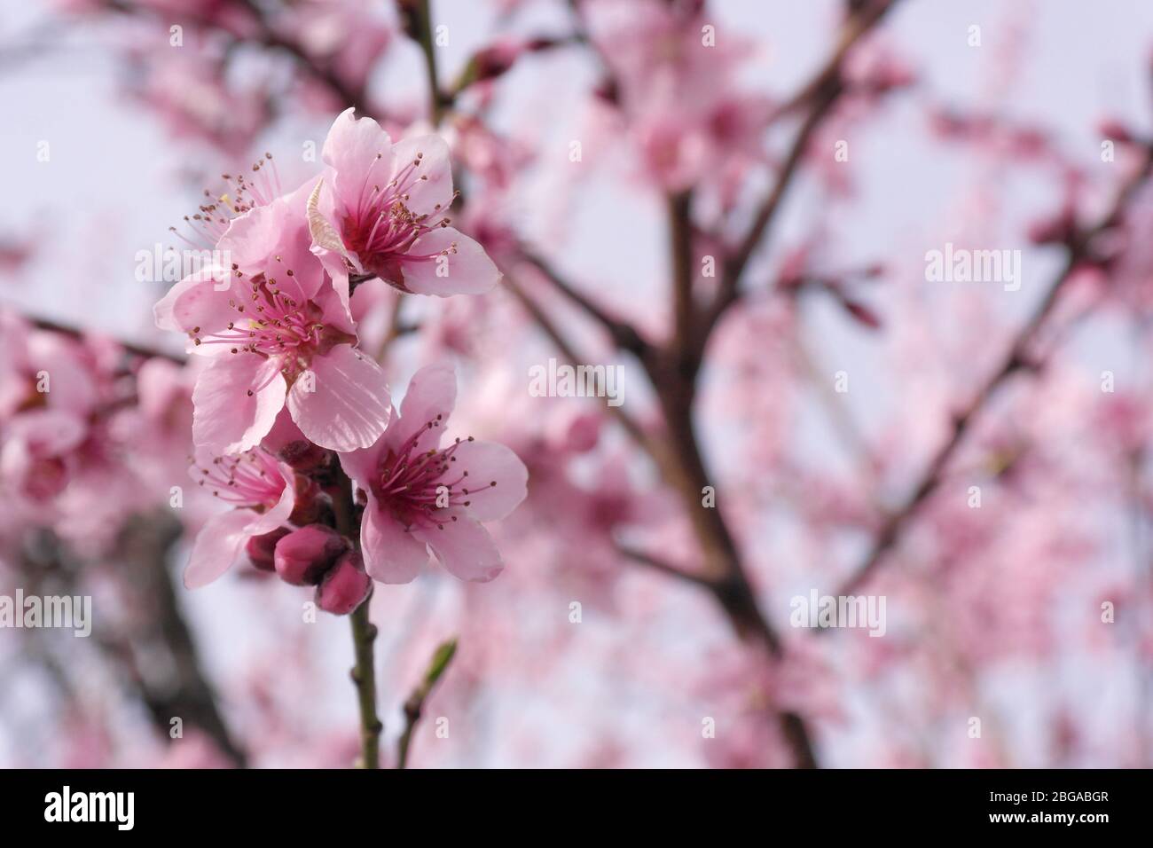 Flowering trees in spring Stock Photo - Alamy
