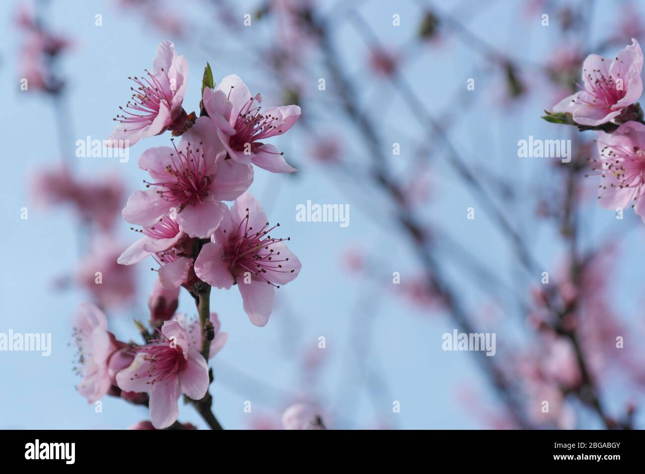 Flowering trees in spring Stock Photo - Alamy