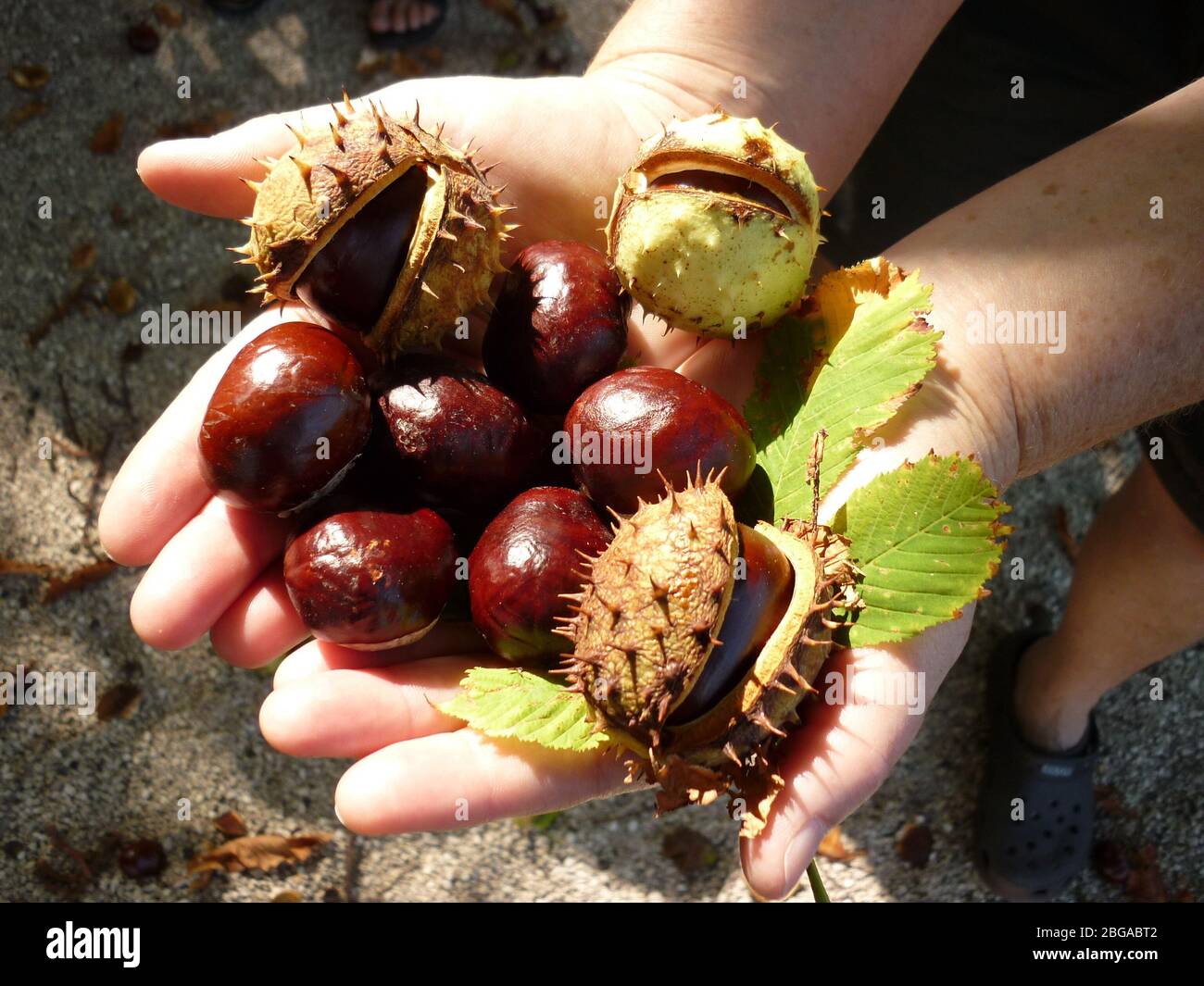 Growth stages of nuts hi-res stock photography and images - Alamy