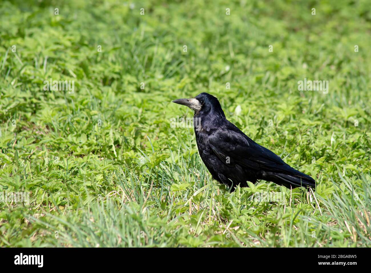 Rook bird hi-res stock photography and images - Alamy