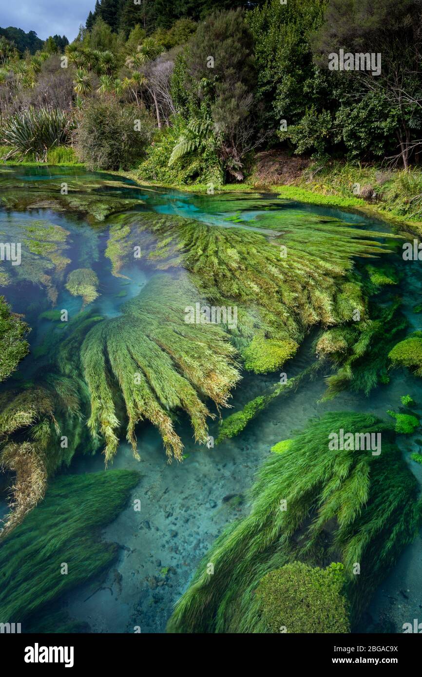 Blue Spring, Te Waihou Walkway, New Zealand Stock Photo - Alamy