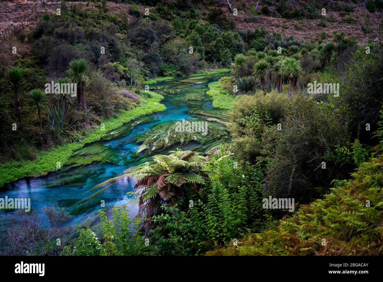 Blue Spring, Te Waihou Walkway, New Zealand Stock Photo - Alamy
