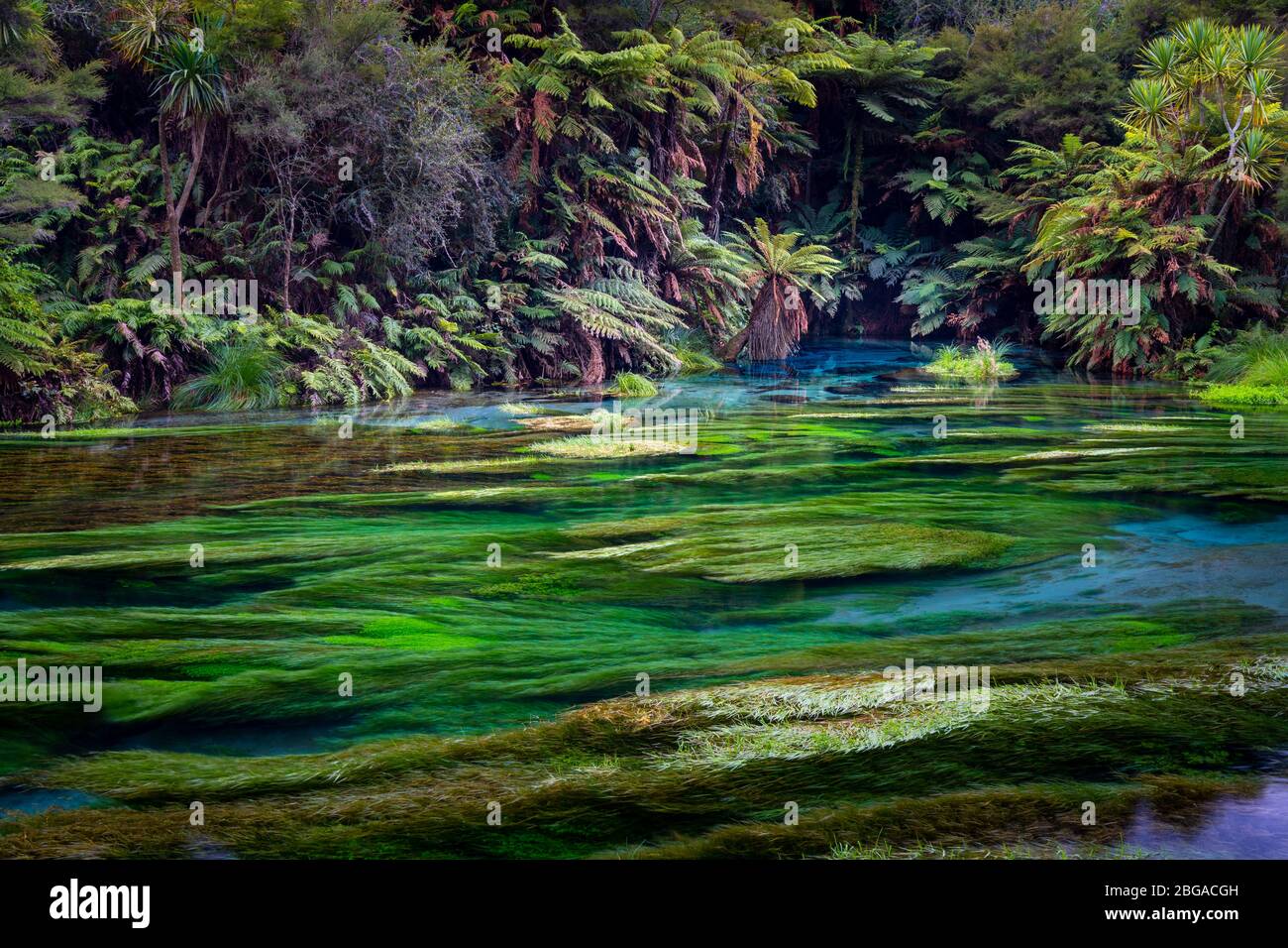 Te waihou walkway hi-res stock photography and images - Alamy