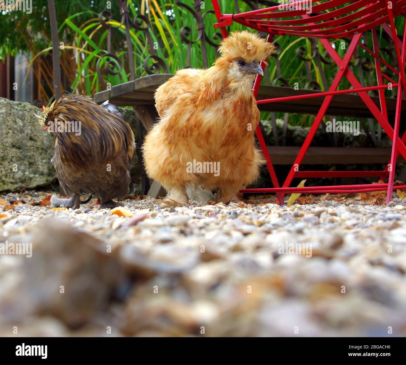 Chicken farming,Egg production in rural farms in Normandy, France Stock ...