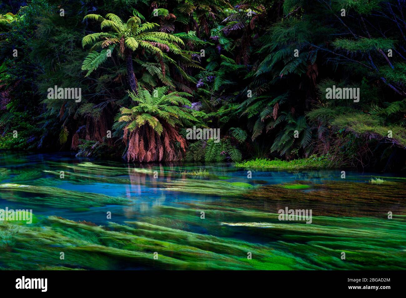 Blue Spring, Te Waihou Walkway, New Zealand Stock Photo - Alamy