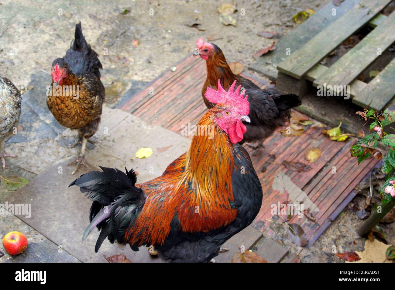 Chicken farming,Egg production in rural farms in Normandy, France Stock ...