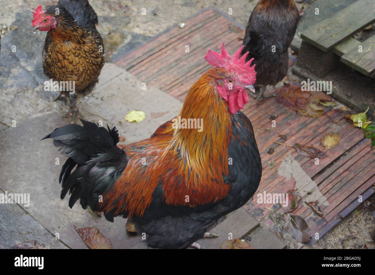 Chicken farming,Egg production in rural farms in Normandy, France Stock ...