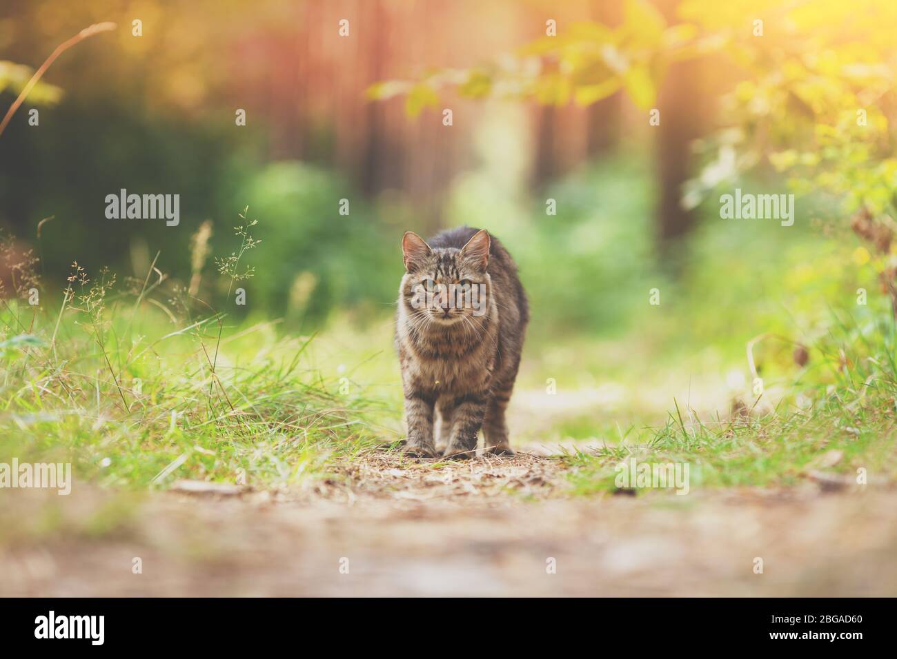 Kitty norwegian forest cat hi-res stock photography and images - Alamy