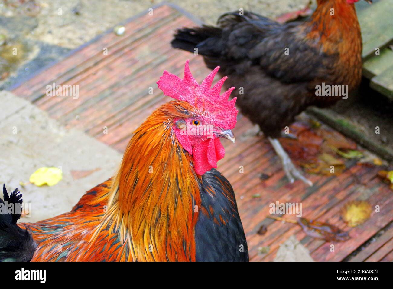 Chicken farming,Egg production in rural farms in Normandy, France Stock ...