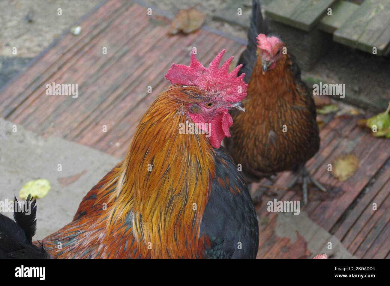 Chicken farming,Egg production in rural farms in Normandy, France Stock ...