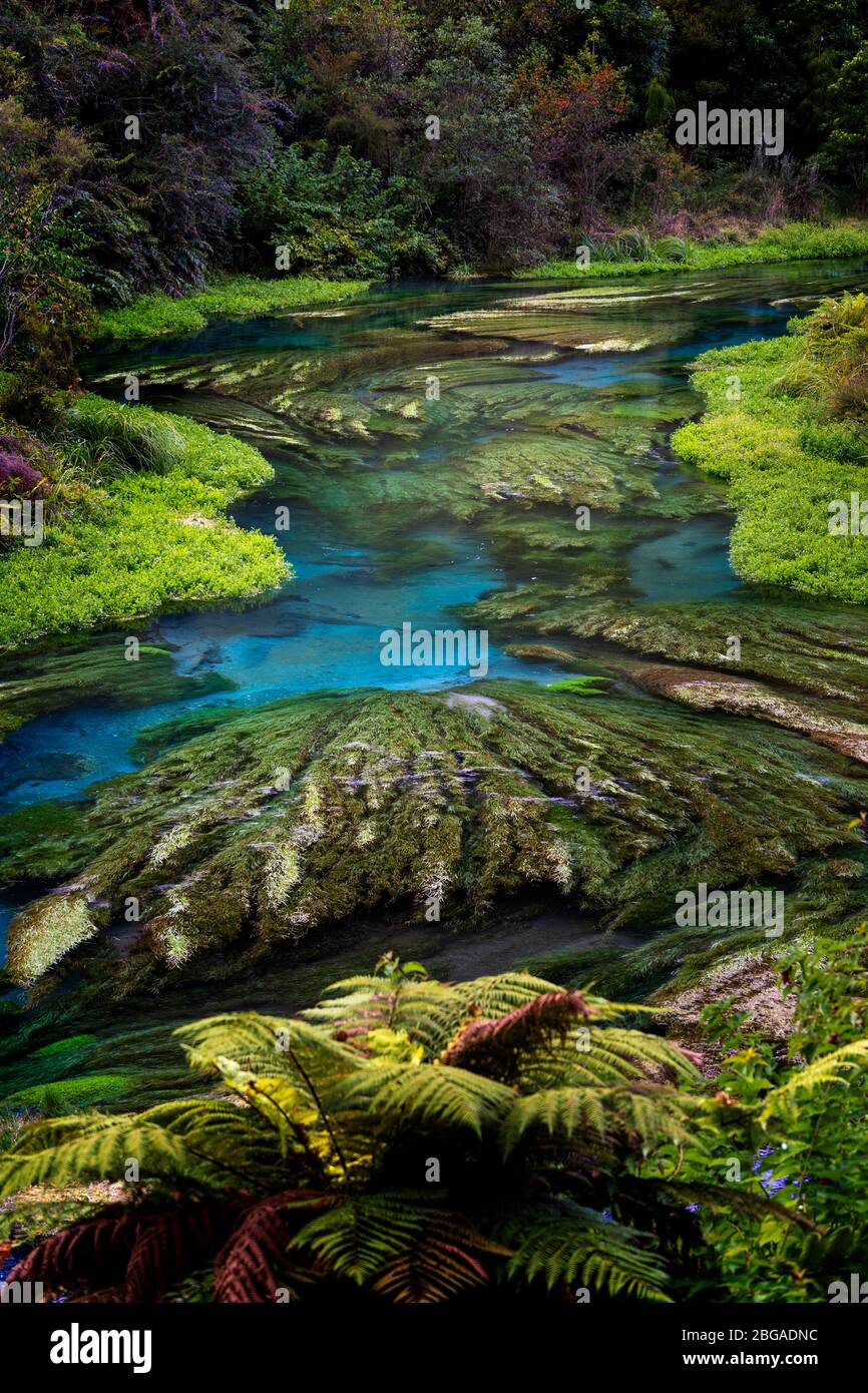 Blue springs putaruru new zealand hi-res stock photography and images ...