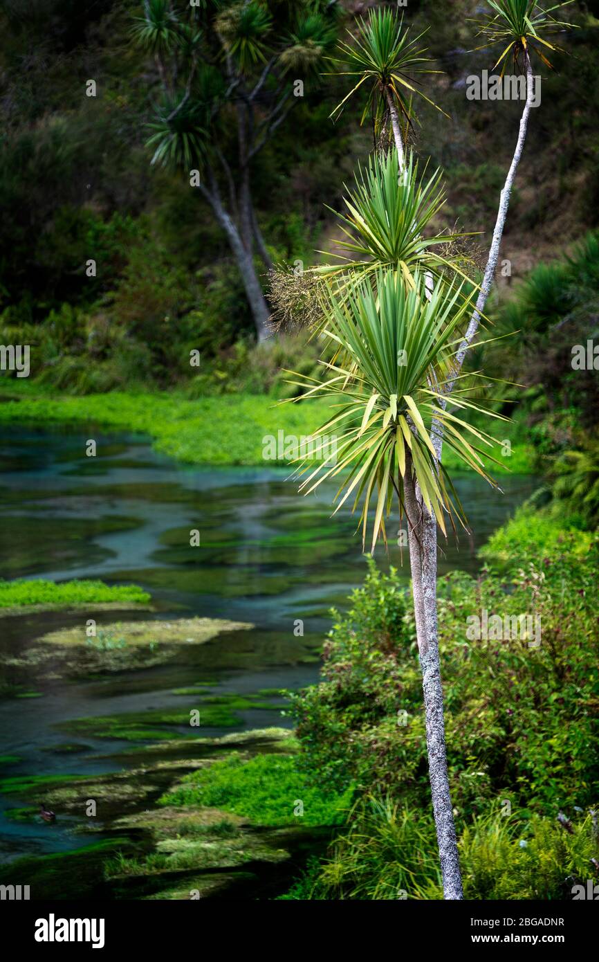 Te waihou walkway hi-res stock photography and images - Alamy