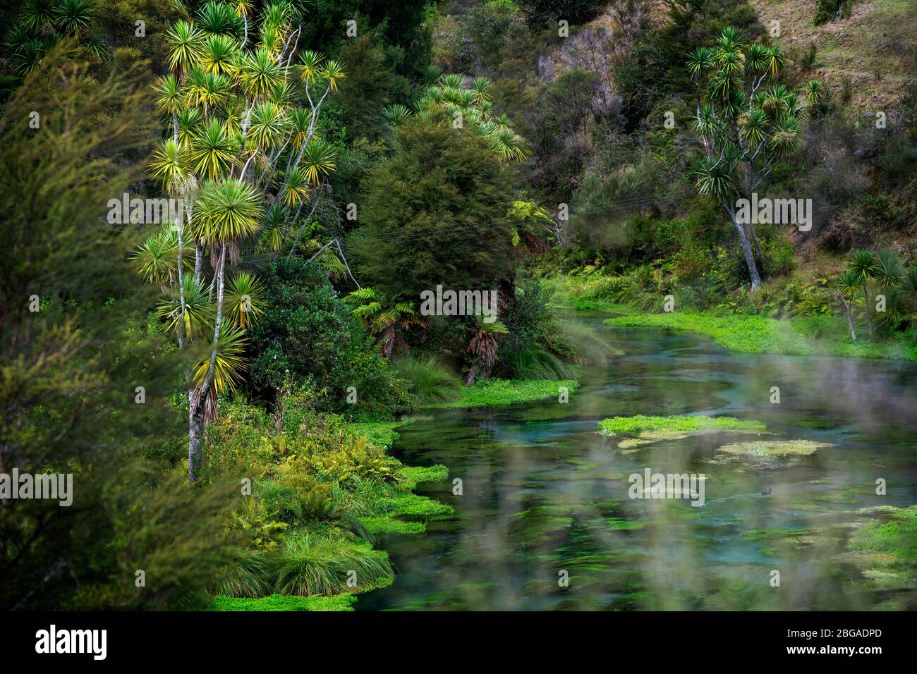 Blue Spring, Te Waihou Walkway, New Zealand Stock Photo - Alamy