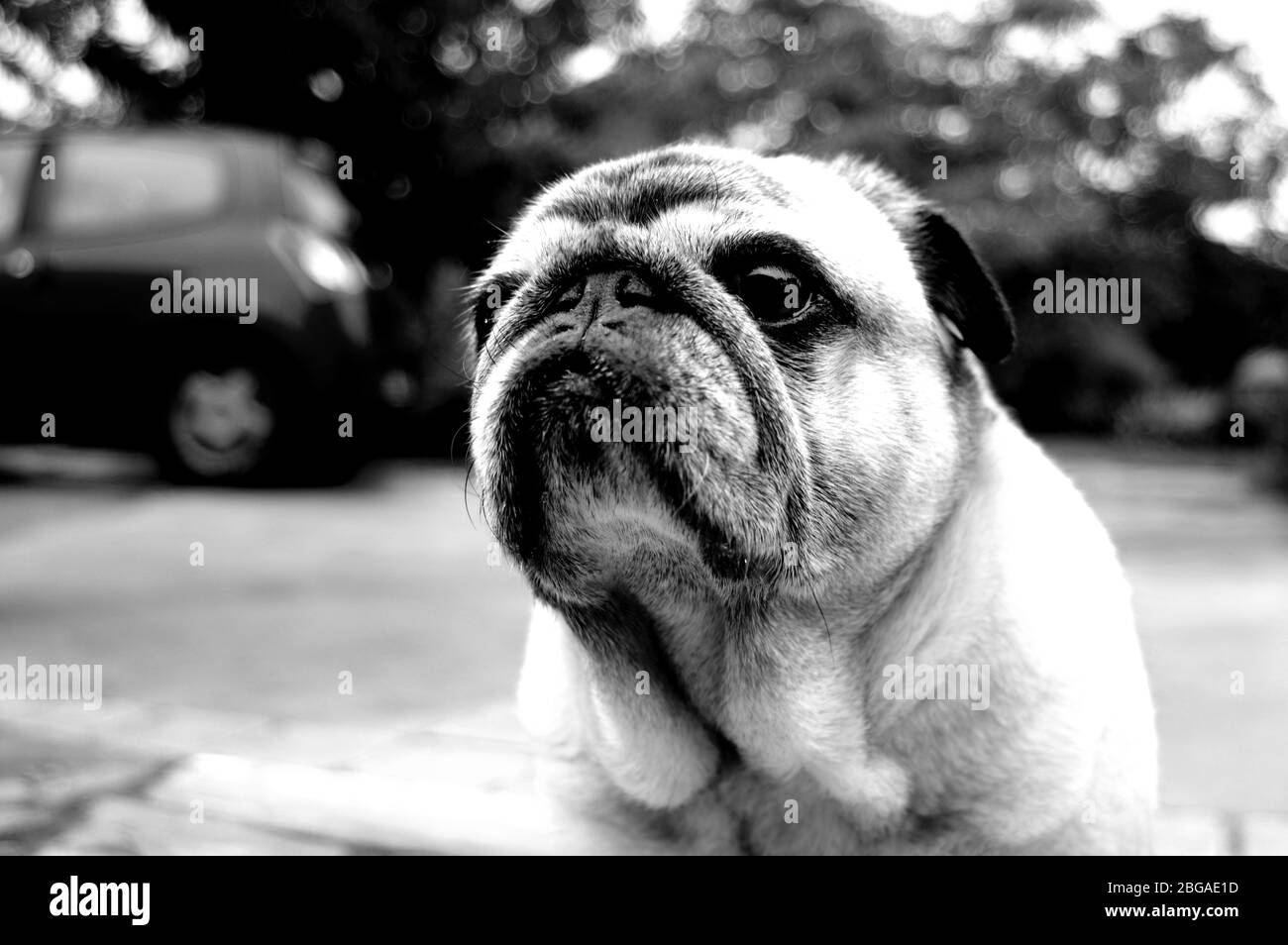 Pug head portrait Black and White Stock Photos & Images - Alamy